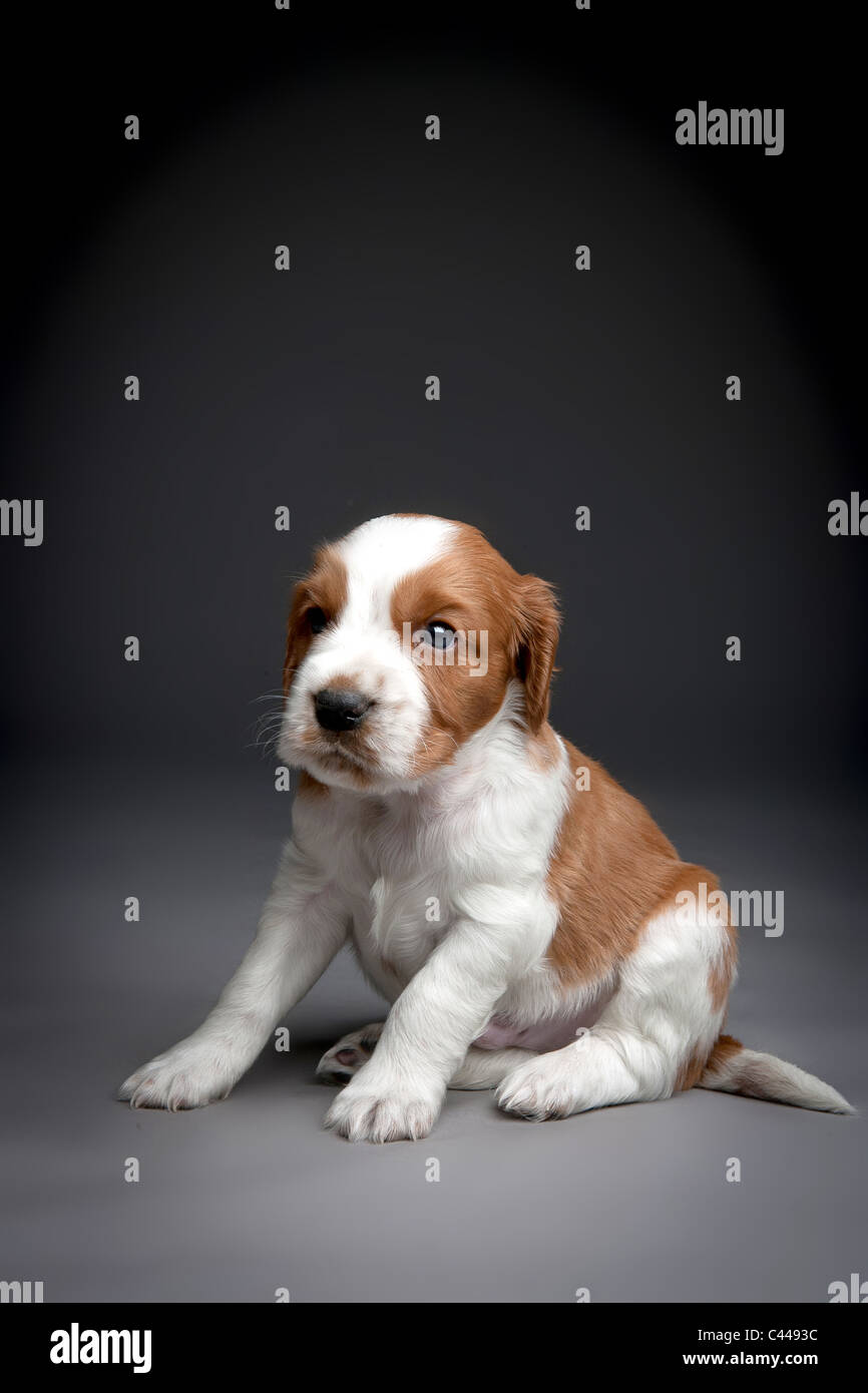 Welsh Springer Spaniel puppies Stock Photo - Alamy