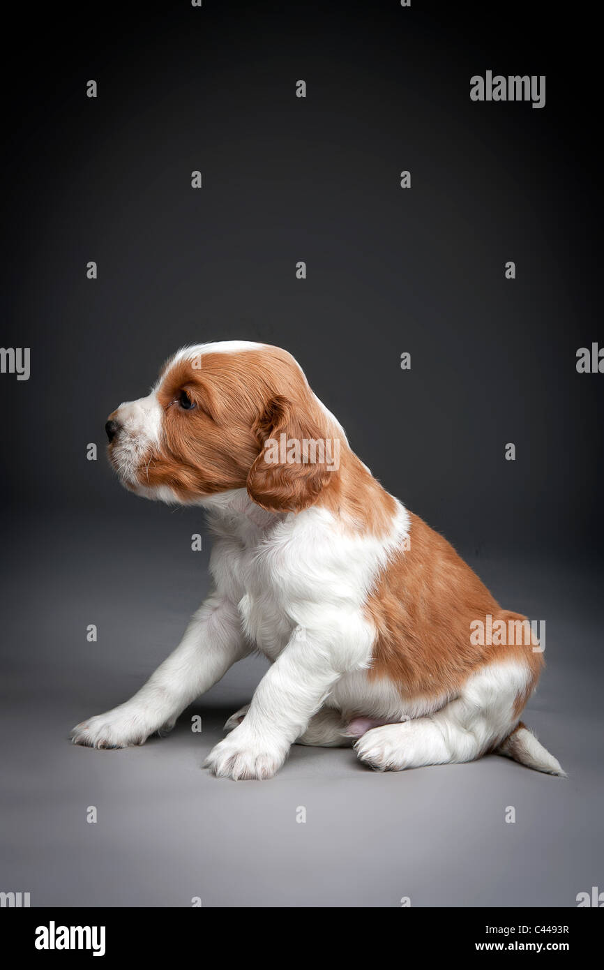 Welsh Springer Spaniel puppies Stock Photo - Alamy