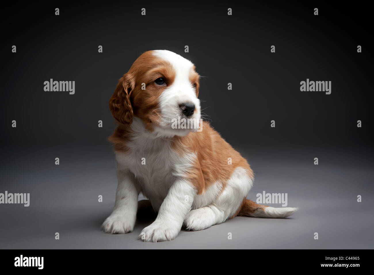 Welsh Springer Spaniel puppies Stock Photo - Alamy