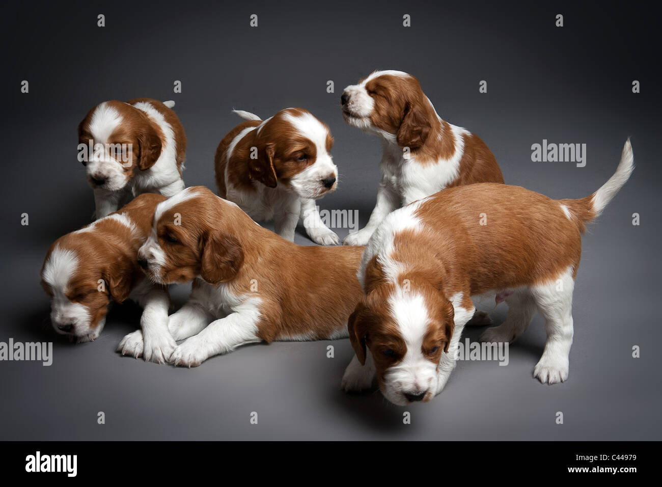 Springer spaniel hi-res stock photography and images - Alamy
