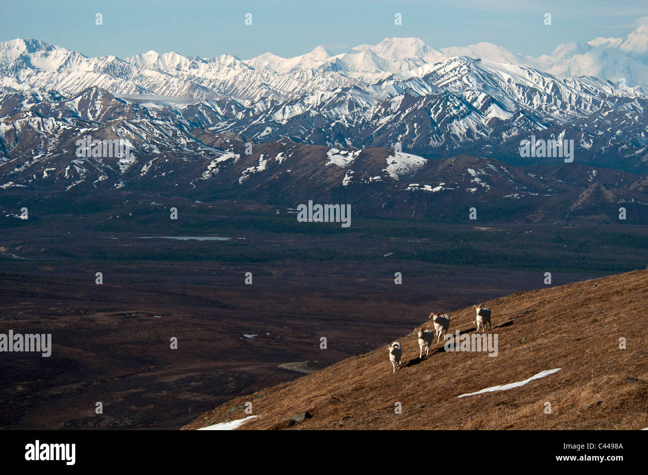dall sheep, ovis dalli, Denali National Park & Preserve, USA, America ...