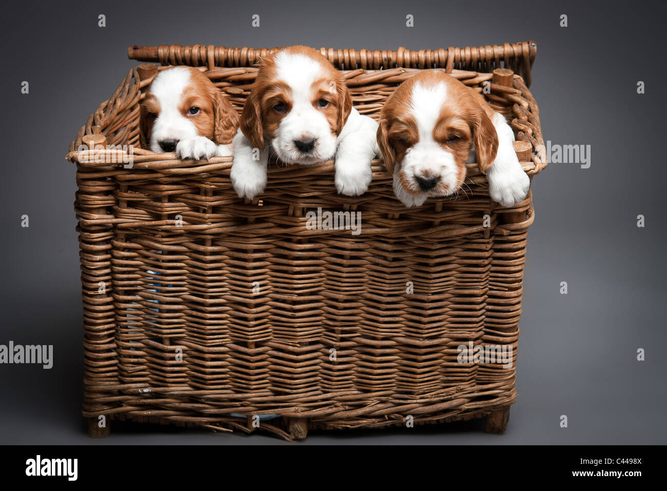 Welsh Springer Spaniel puppies Stock Photo - Alamy