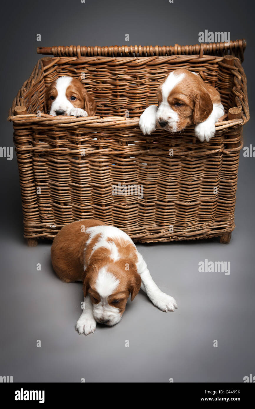Welsh Springer Spaniel puppies Stock Photo - Alamy