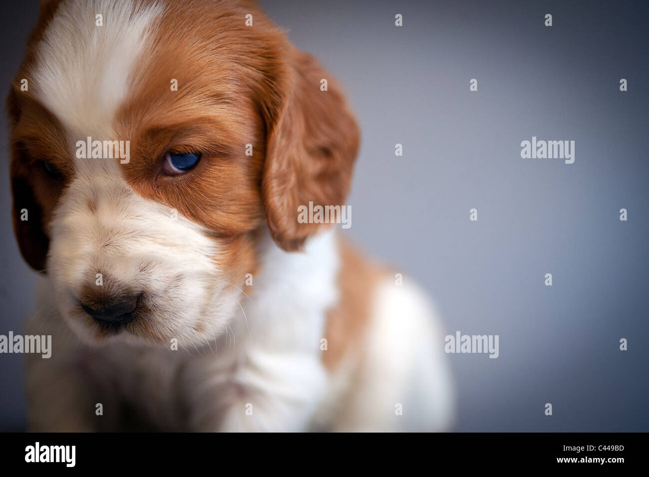 Welsh Springer Spaniel puppies Stock Photo - Alamy