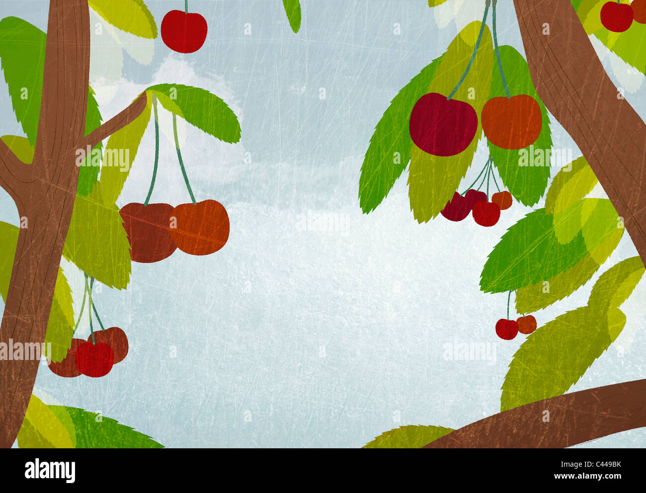 Detail of cherries growing on trees Stock Photo - Alamy