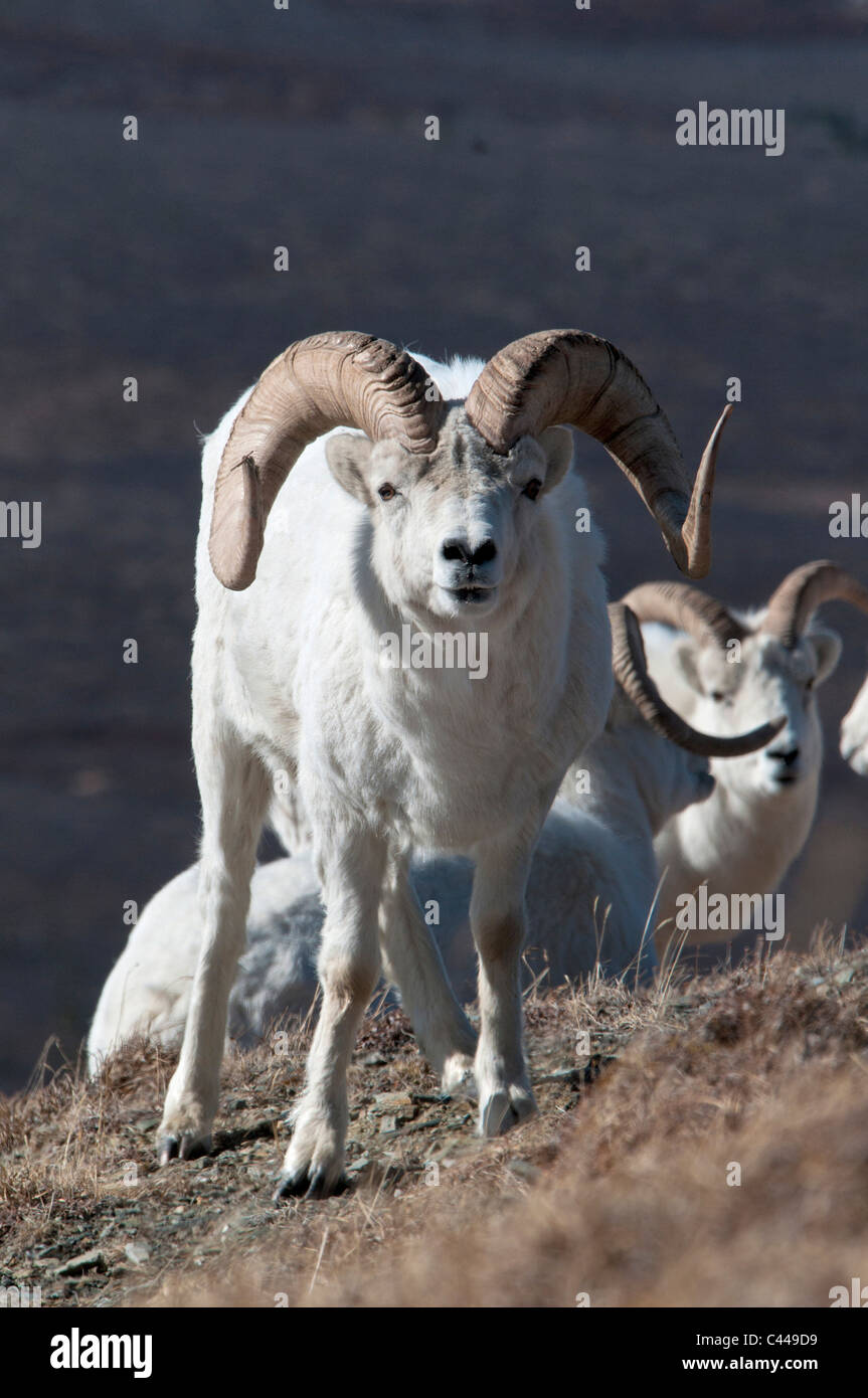 Dall sheep in denali national park hi-res stock photography and images ...