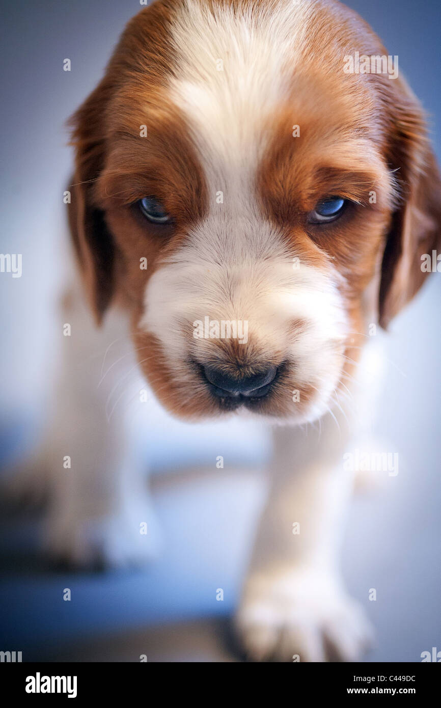 Welsh Springer Spaniel puppies Stock Photo - Alamy