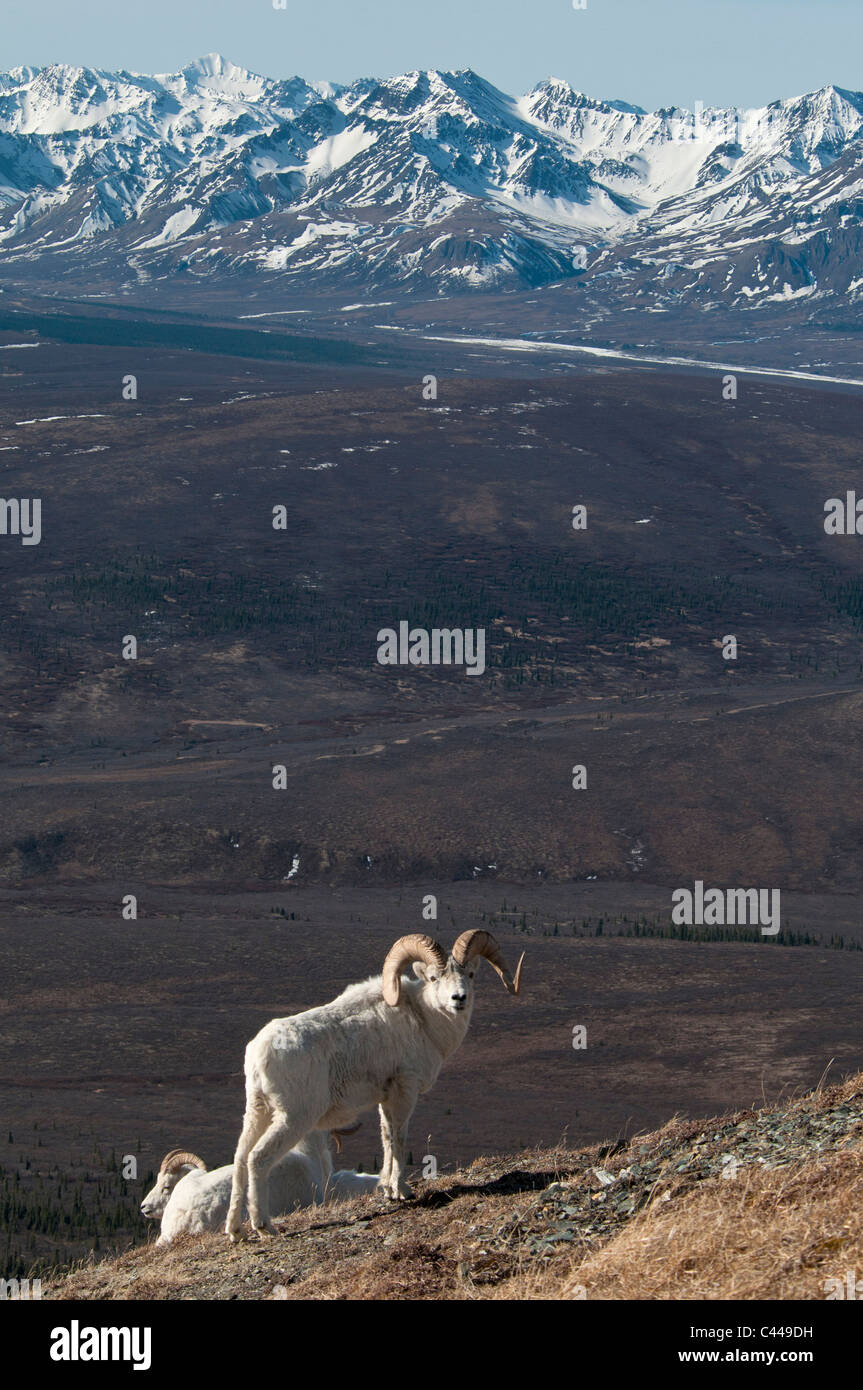 dall sheep, ovis dalli, Denali National Park & Preserve, USA, America ...