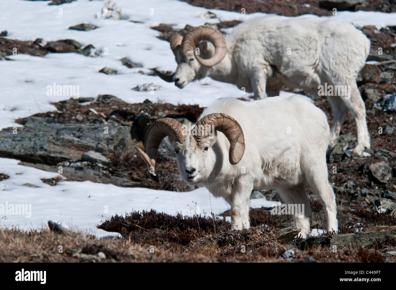 dall sheep, ovis dalli, Denali National Park & Preserve, USA, America ...