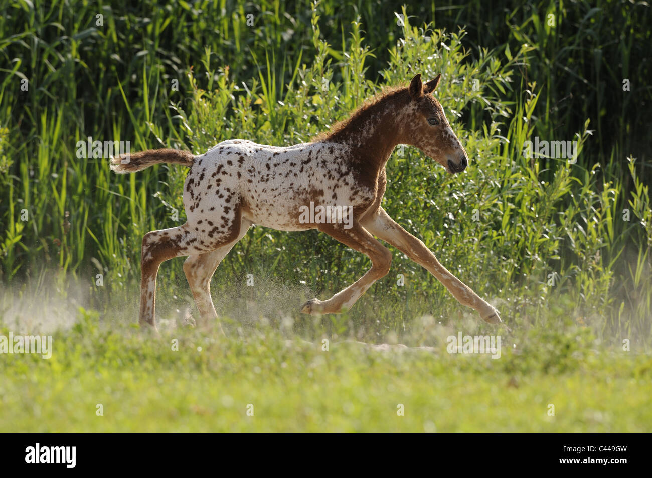 Leopard horse hi-res stock photography and images - Alamy