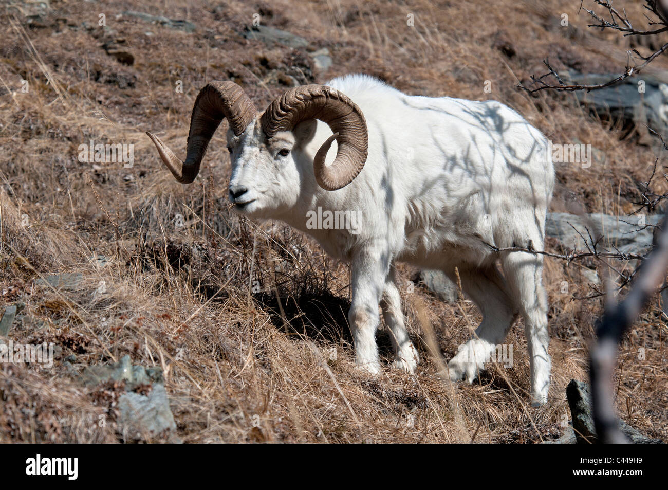 dall sheep, ovis dalli, Denali National Park & Preserve, USA, America ...