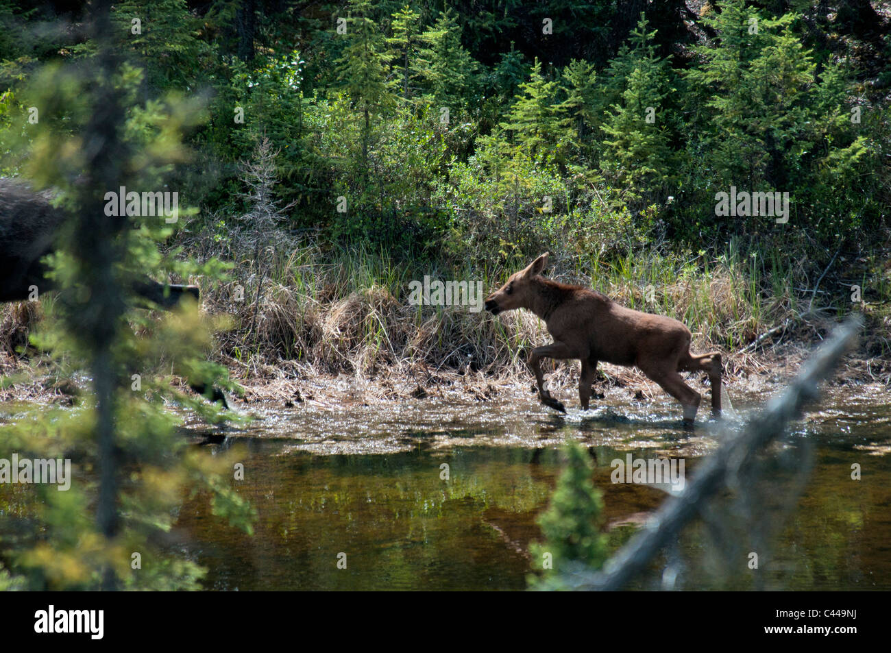 May animal hi-res stock photography and images - Alamy
