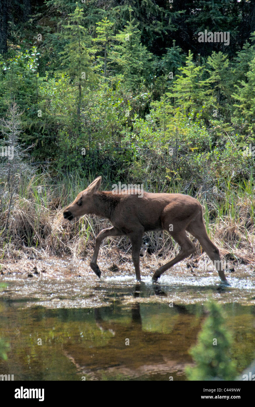 May animal hi-res stock photography and images - Alamy
