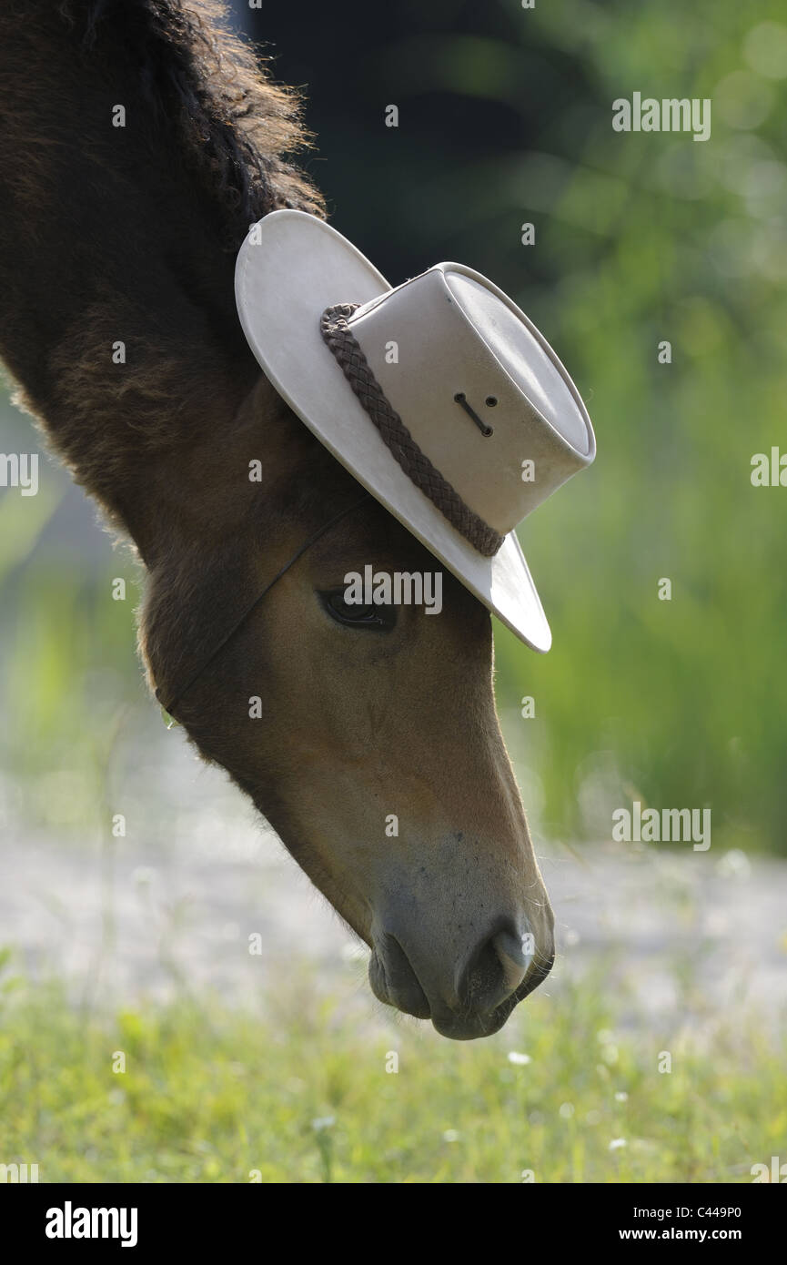 Curly Horse (Equus ferus caballus). Foal with hat Stock Photo - Alamy