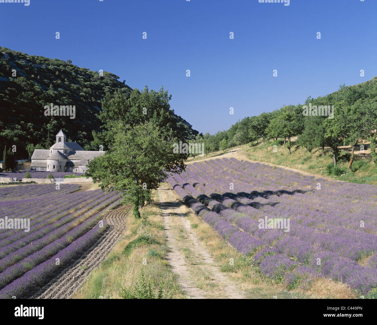 Abbey, Fields, France, Europe, Holiday, Landmark, Lavender, Road ...