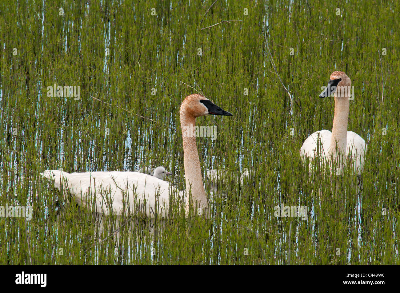 Trumpeter swan family hi-res stock photography and images - Alamy
