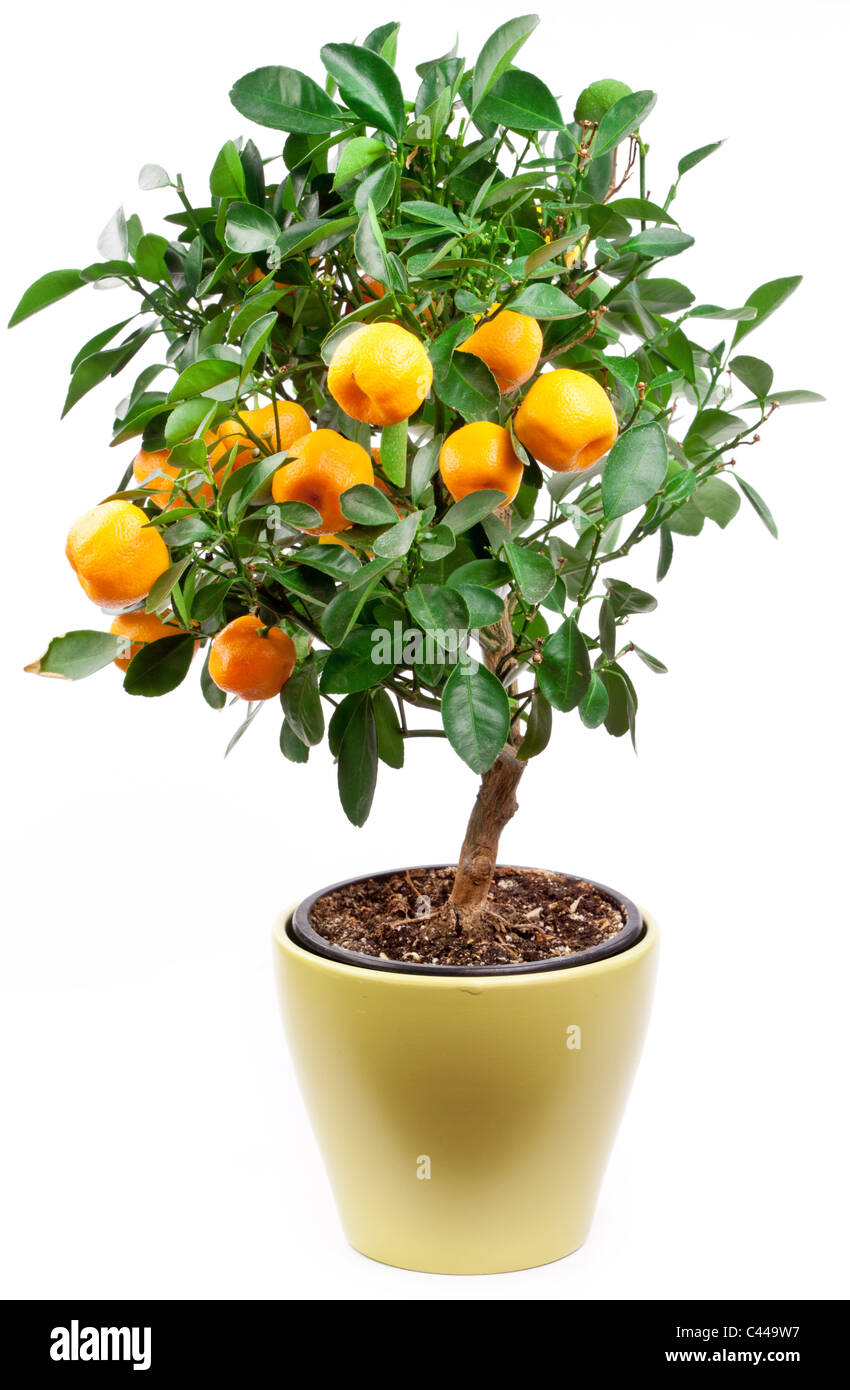 Small tangerines tree on white background Stock Photo - Alamy