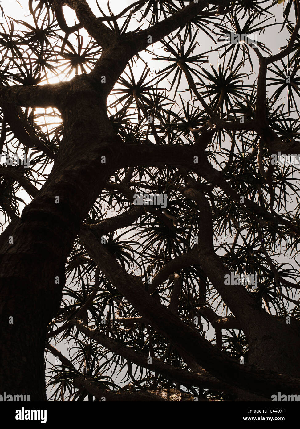 Silhouette of aloe tree viewed from the trunk up Stock Photo - Alamy