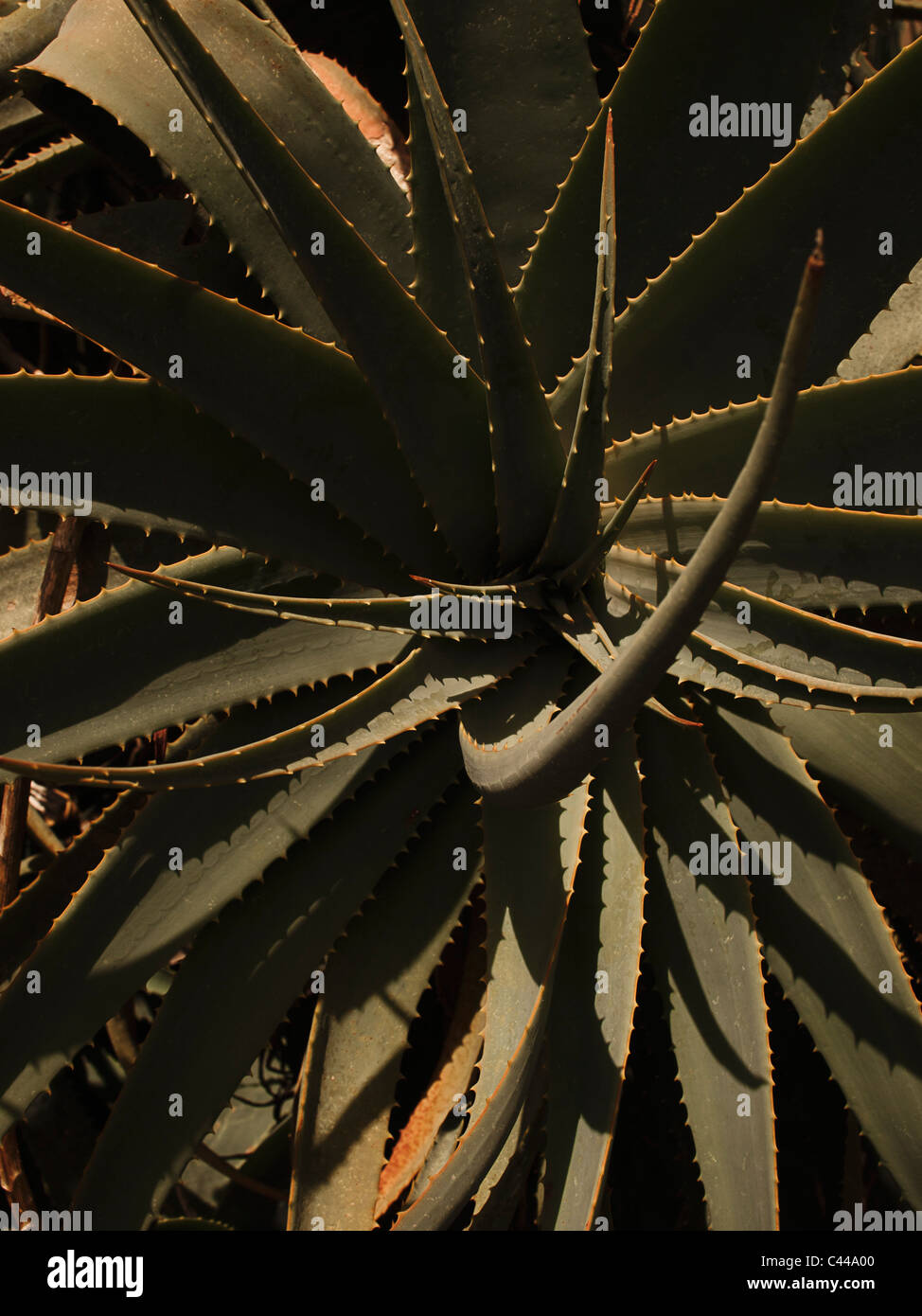 Aloe plant close up Stock Photo - Alamy