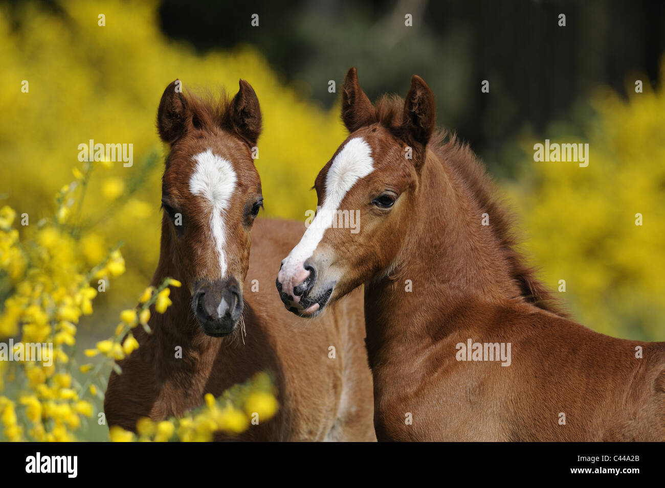 German Riding Pony and Welsh Pony (Equus ferus caballus). Foals in ...
