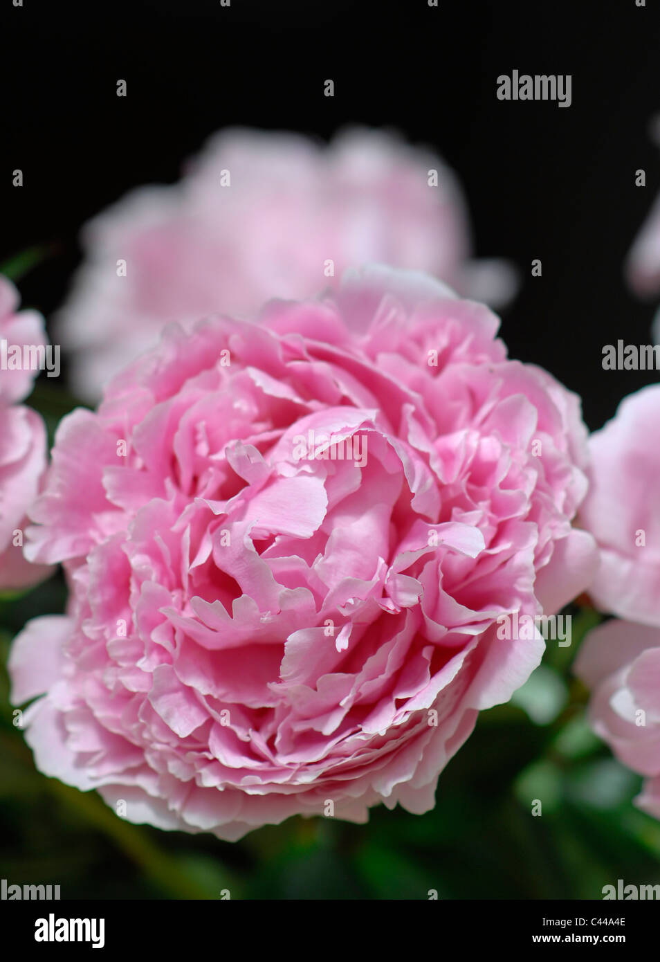 Best peony to plant hi-res stock photography and images - Alamy