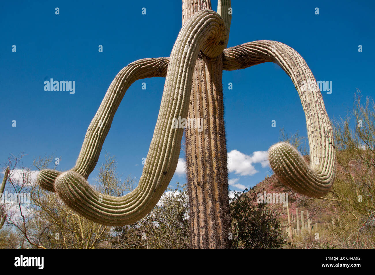 Saguaro National Park, Arizona, USA, America, North America, cactus ...