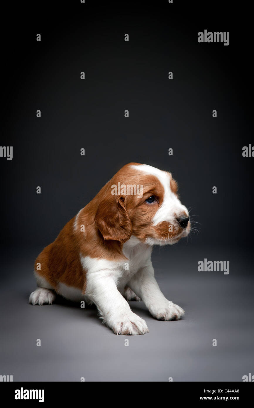 Welsh Springer Spaniel puppies Stock Photo - Alamy