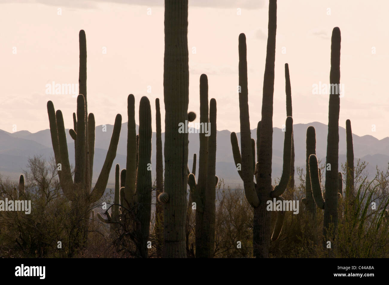 Saguaro National Park, Arizona, USA, America, North America, cactus ...