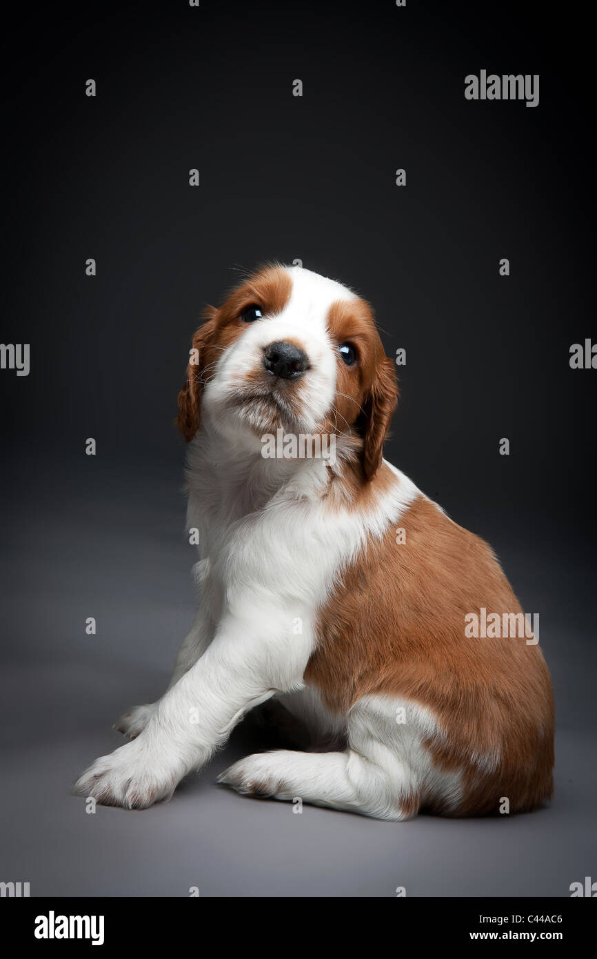 Welsh backgrounds hi-res stock photography and images - Alamy