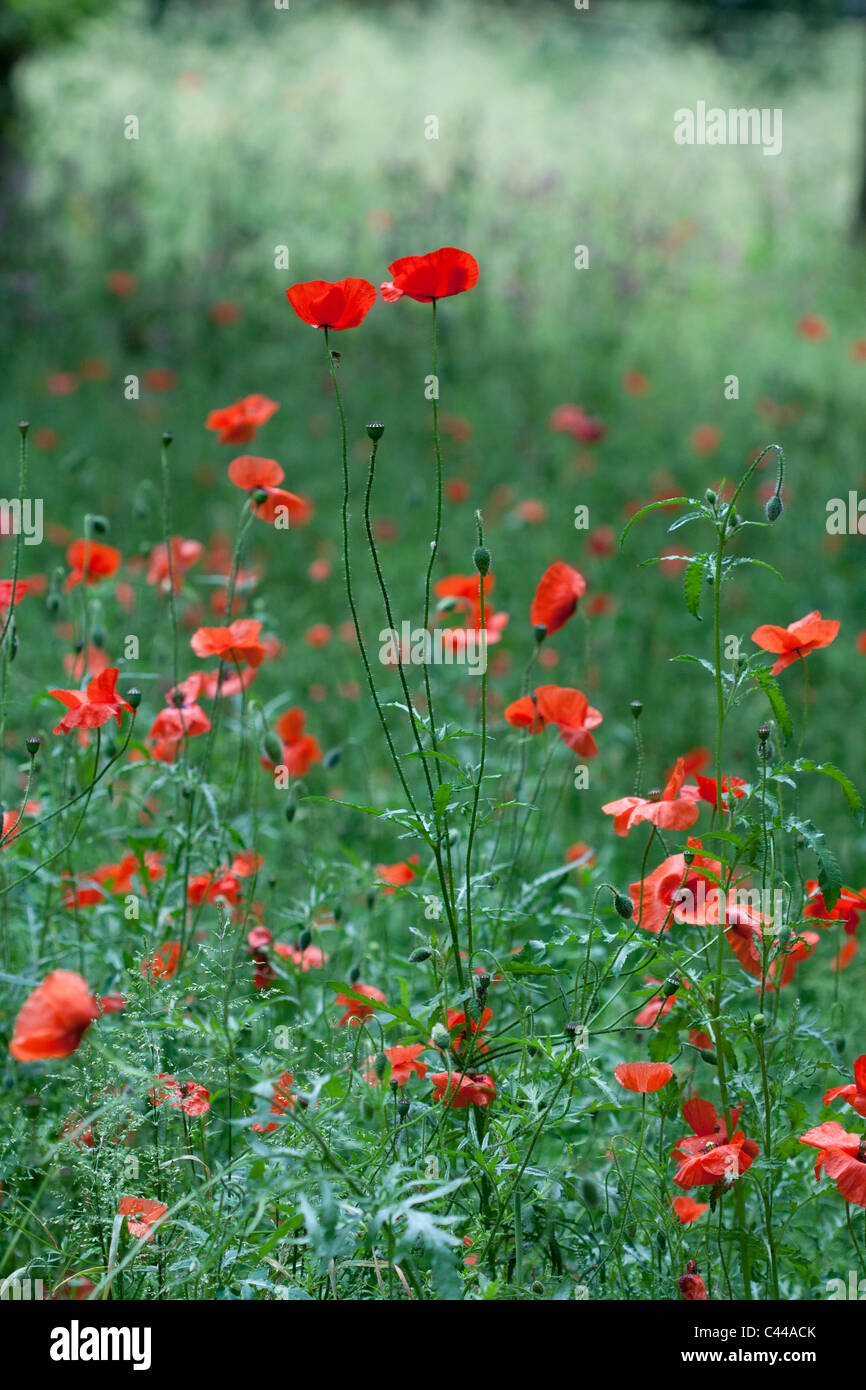 Poppys in a field Stock Photo - Alamy