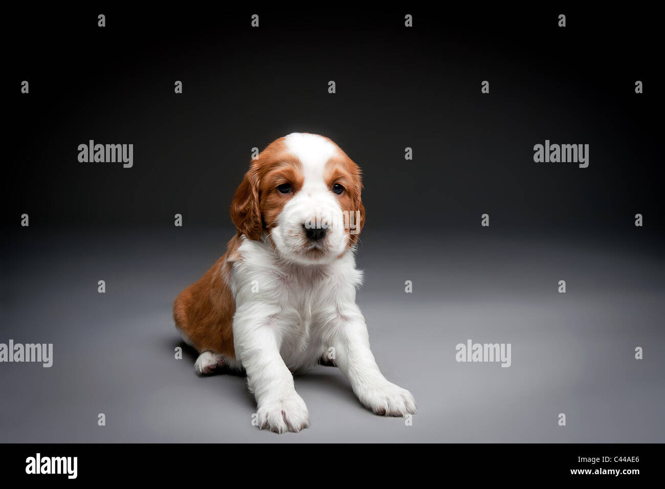 Welsh Springer Spaniel puppies Stock Photo - Alamy