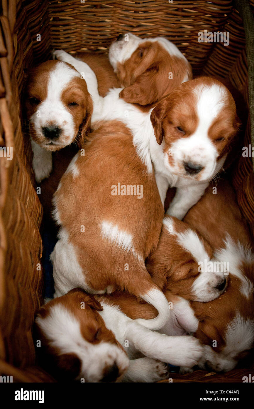 Welsh Springer Spaniel puppies Stock Photo - Alamy