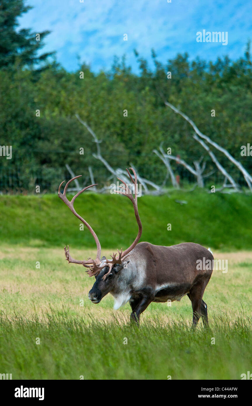 barren ground caribou, rangifer tarandus, Alaska Wildlife Conservation ...