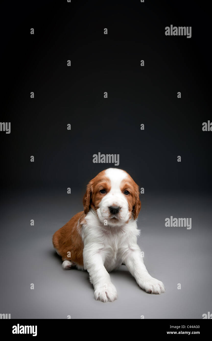 Welsh Springer Spaniel puppies Stock Photo - Alamy
