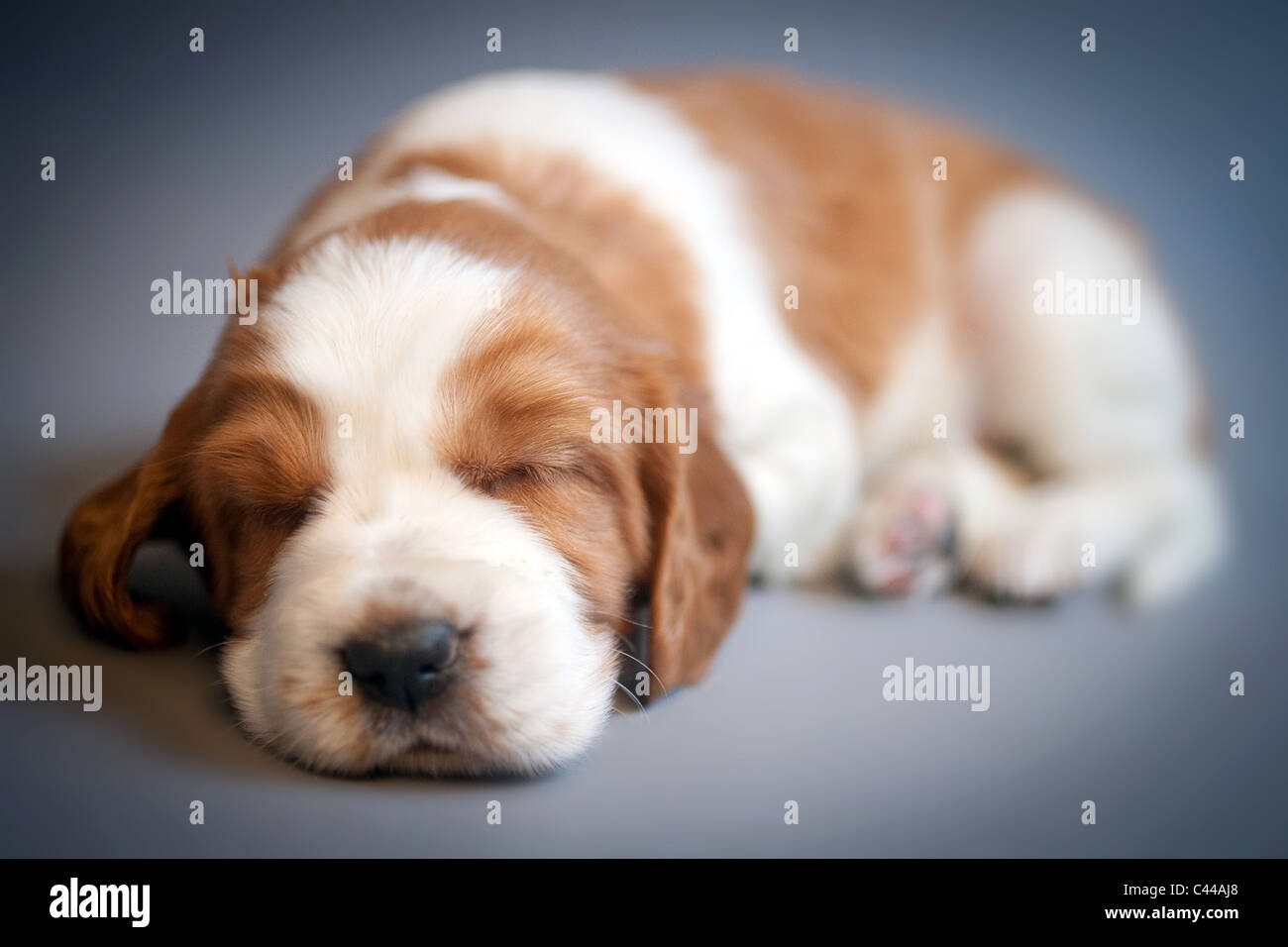 Welsh Springer Spaniel puppies Stock Photo - Alamy
