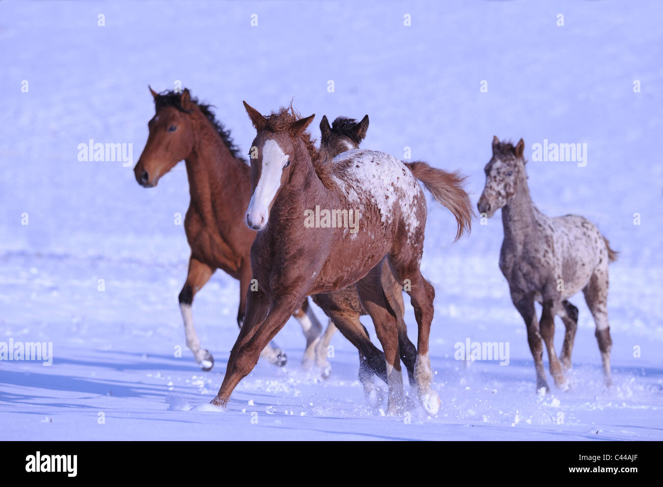 Curly Horse (Equus ferus caballus). Group of foals in a gallop on a ...