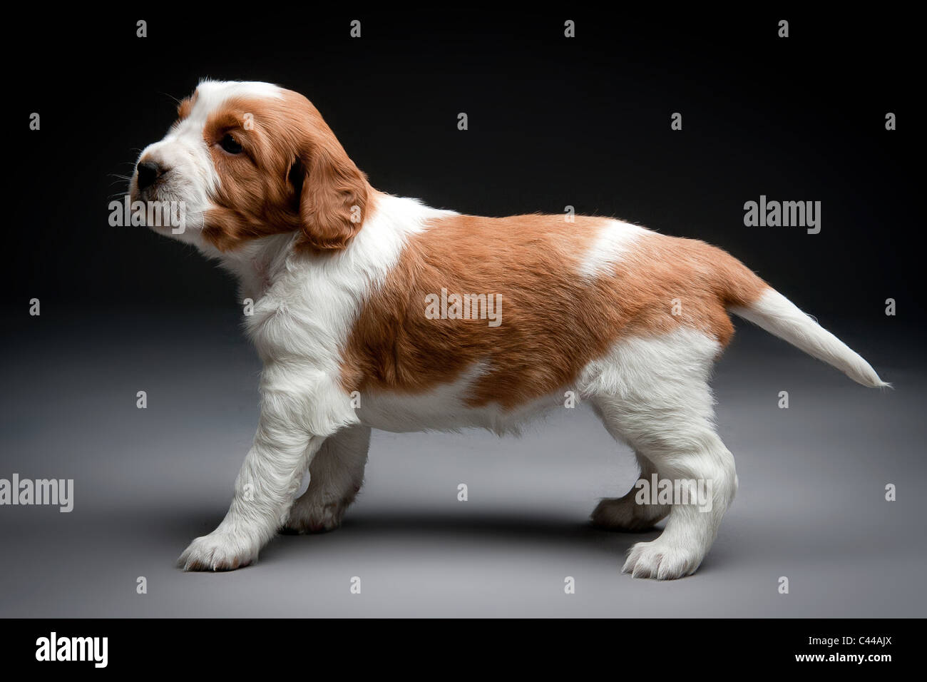 Welsh Springer Spaniel puppies Stock Photo - Alamy