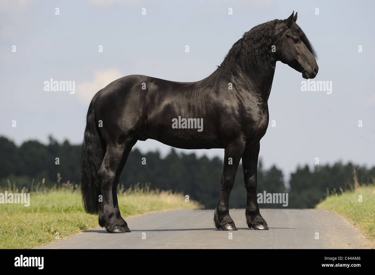 Friesian horse standing hi-res stock photography and images - Alamy