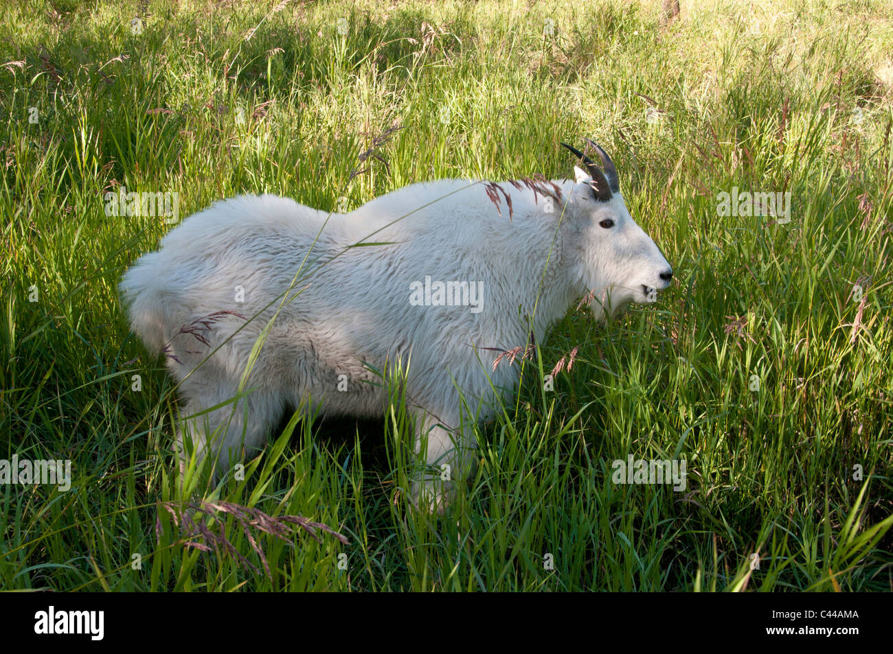 mountain goat, oreamnos americanus, Yukon Wildlife Preserve, Canada ...