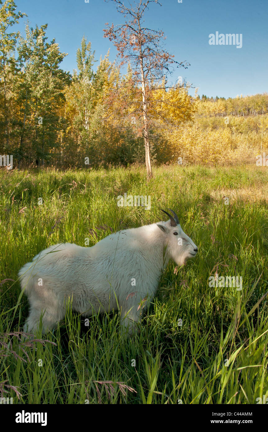 mountain goat, oreamnos americanus, Yukon Wildlife Preserve, Canada ...