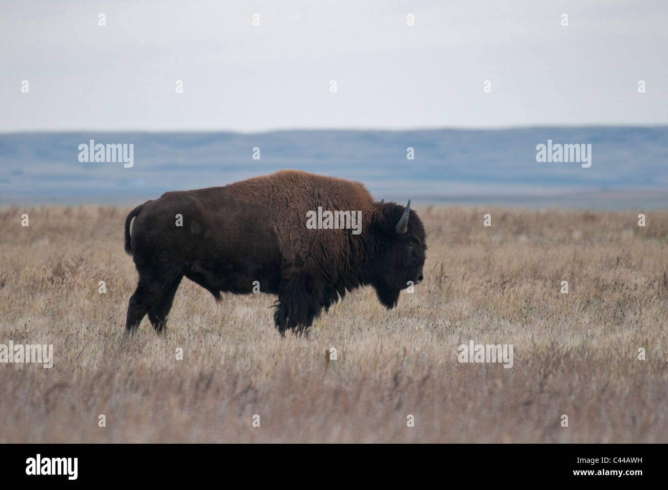 plains bison, west block, Grasslands National Park, Southern ...