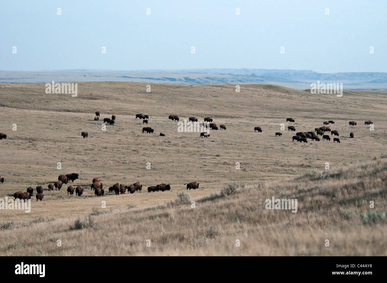 plains bison, west block, Grasslands National Park, Southern ...