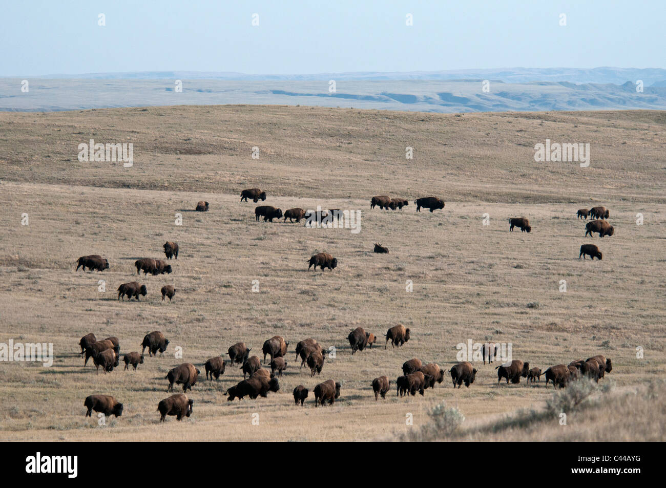 Grasslands national park hi-res stock photography and images - Alamy