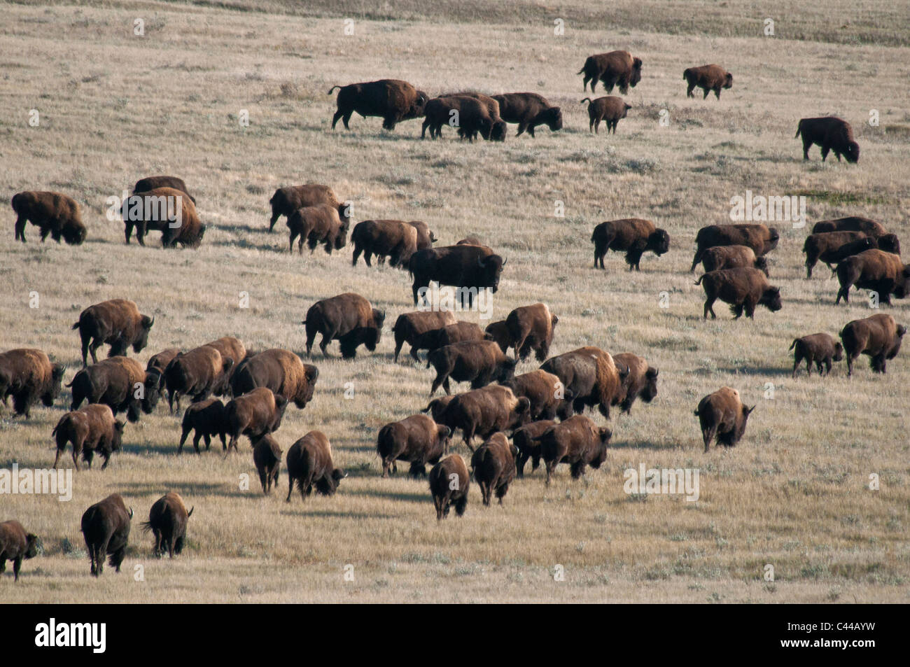 plains bison, west block, Grasslands National Park, Southern ...