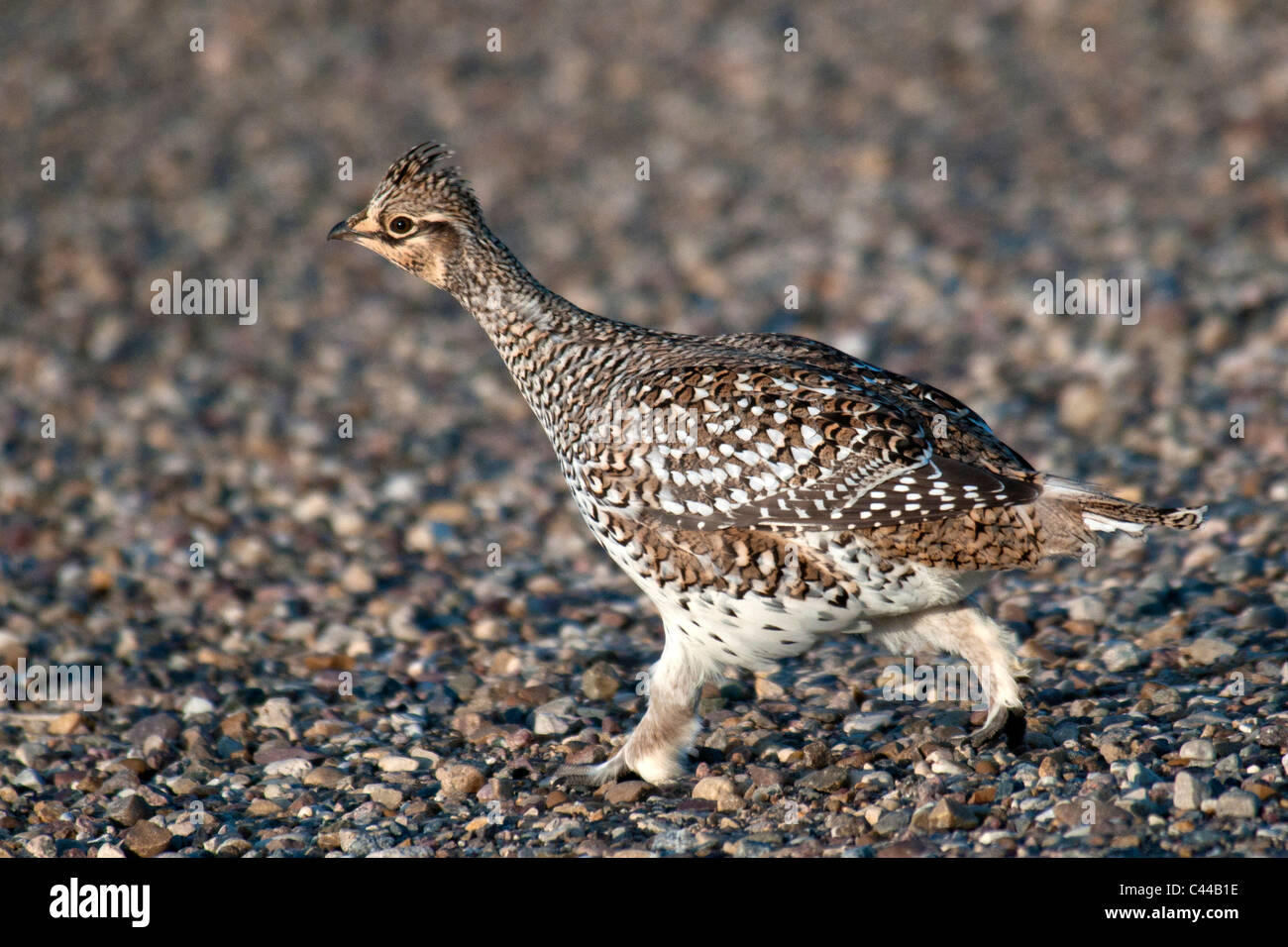 sharp-tailed grouse, tympanuchus phasianellis, west block, Grasslands ...