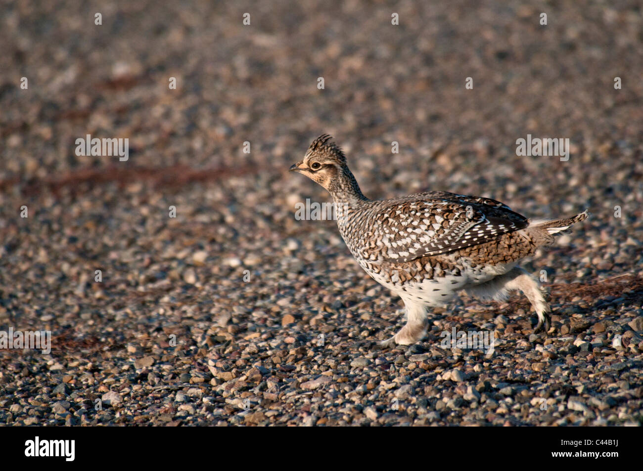sharp-tailed grouse, tympanuchus phasianellis, west block, Grasslands ...