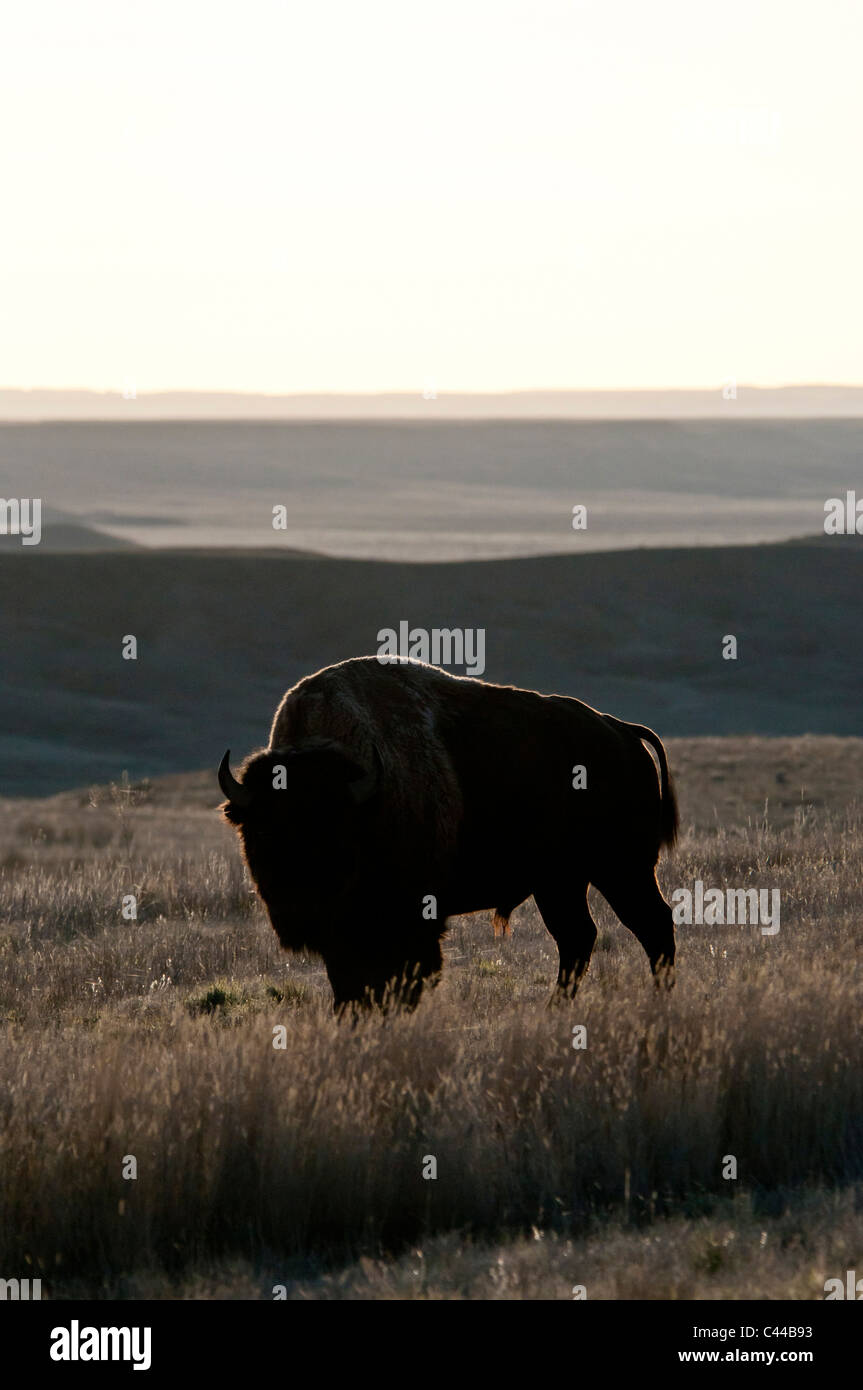 plains bison, west block, Grasslands National Park, Southern ...