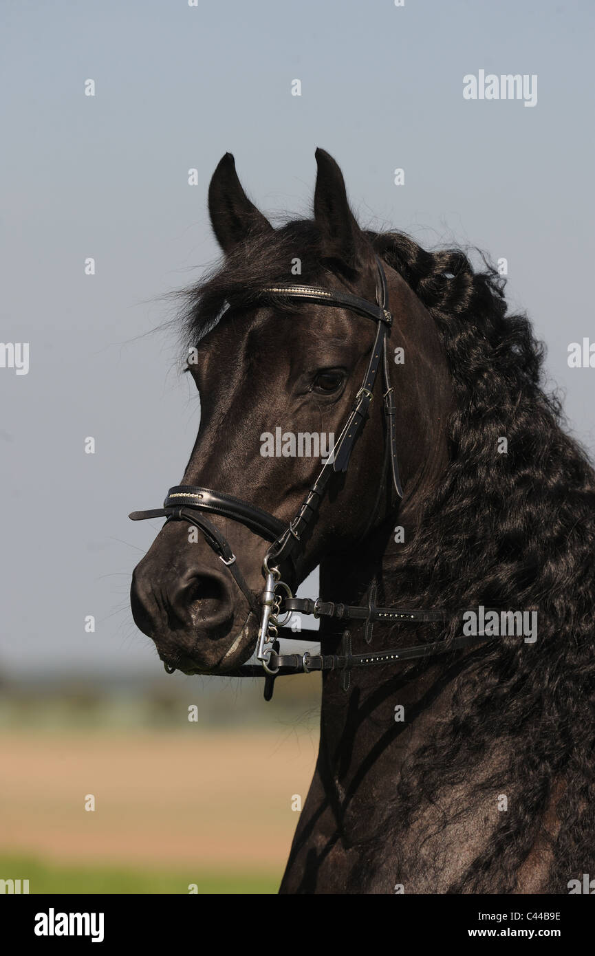 Pelham bit hi-res stock photography and images - Alamy