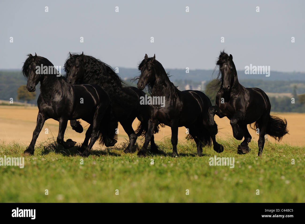 Friesian horse in movement hi-res stock photography and images - Alamy
