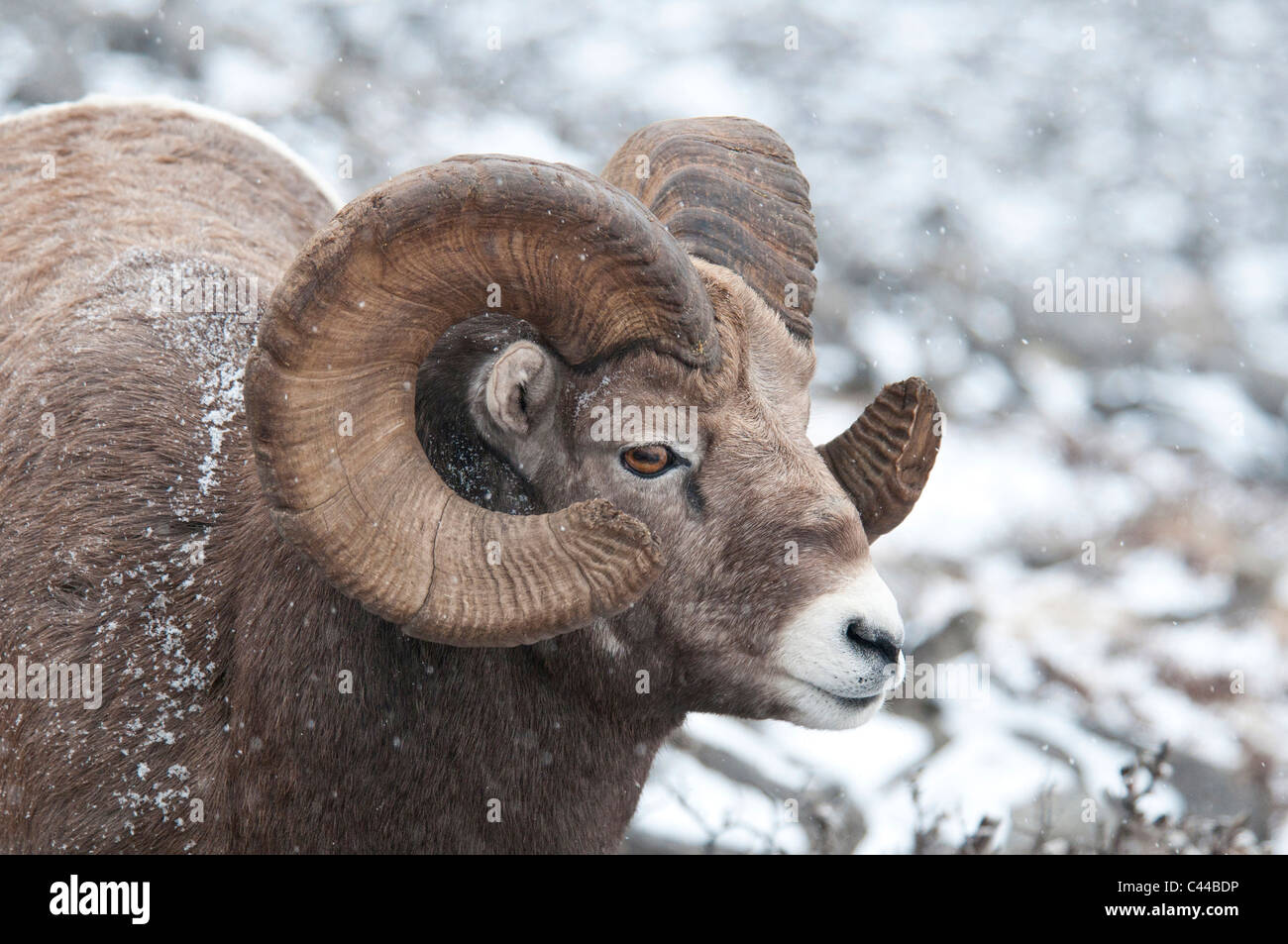 bighorn sheep, Jasper National Park, Alberta, Canada, North America ...